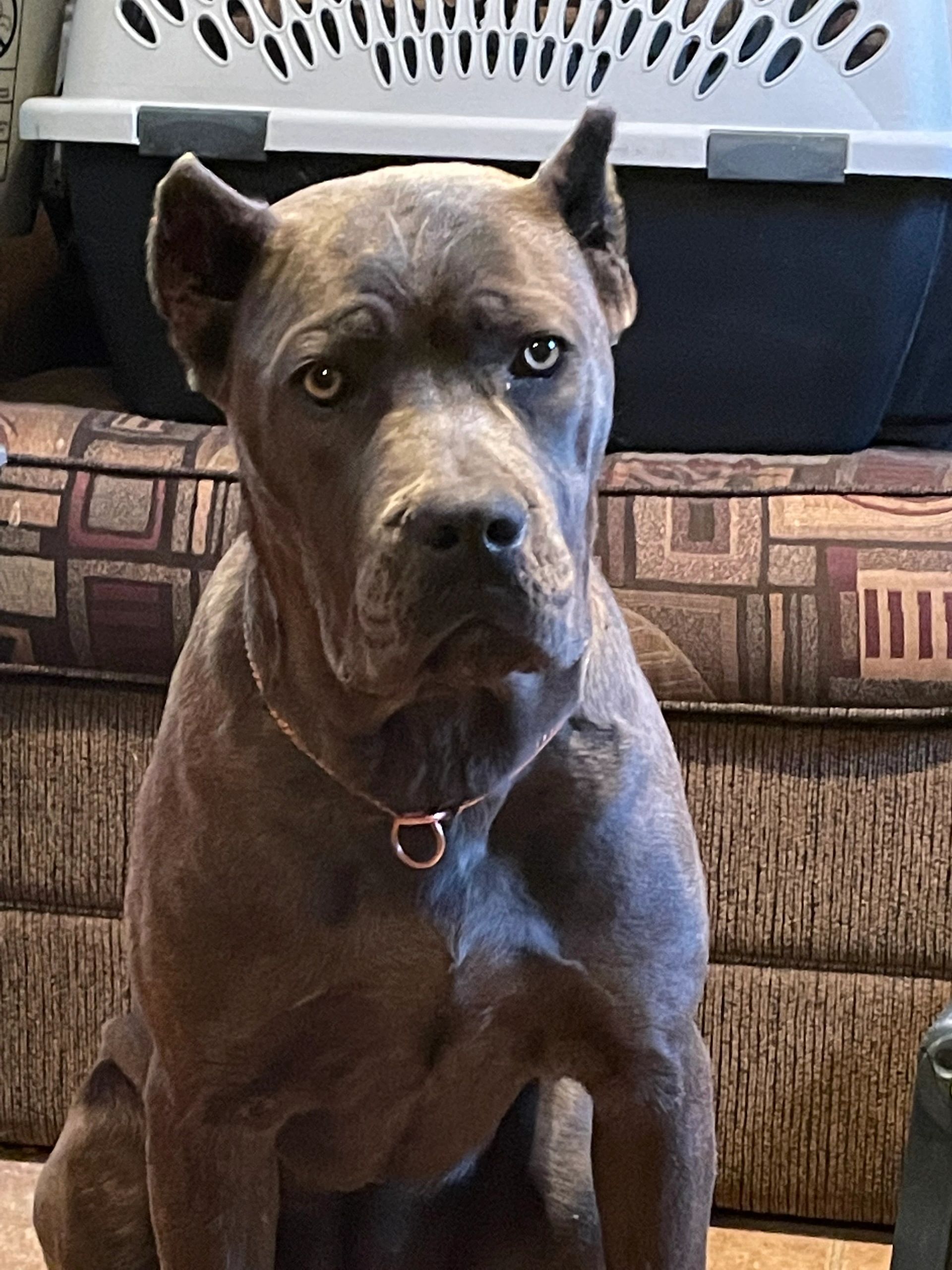 Red Nose Cane Corso